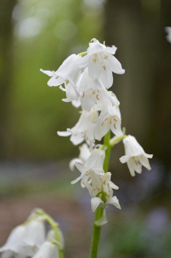 White bluebell | Friends of Oakley Wood
