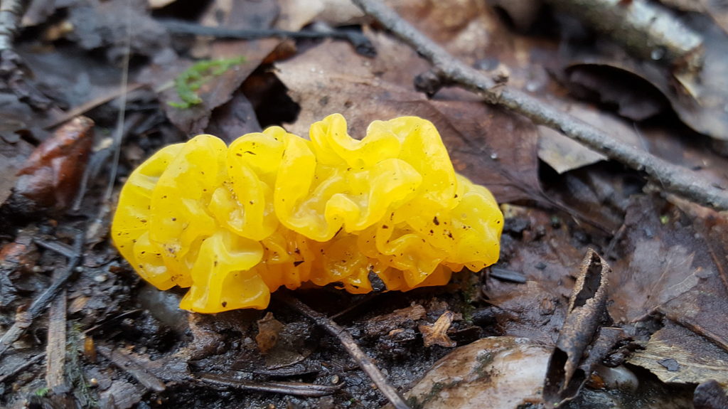 yellow-brain-fungus | Friends of Oakley Wood
